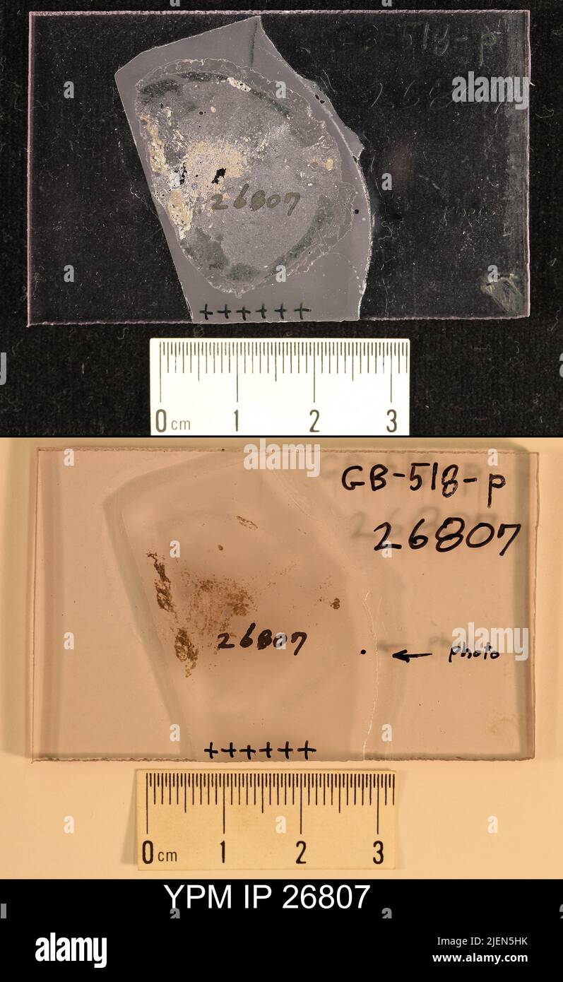 Conocardium hi-res stock photography and images - Alamy