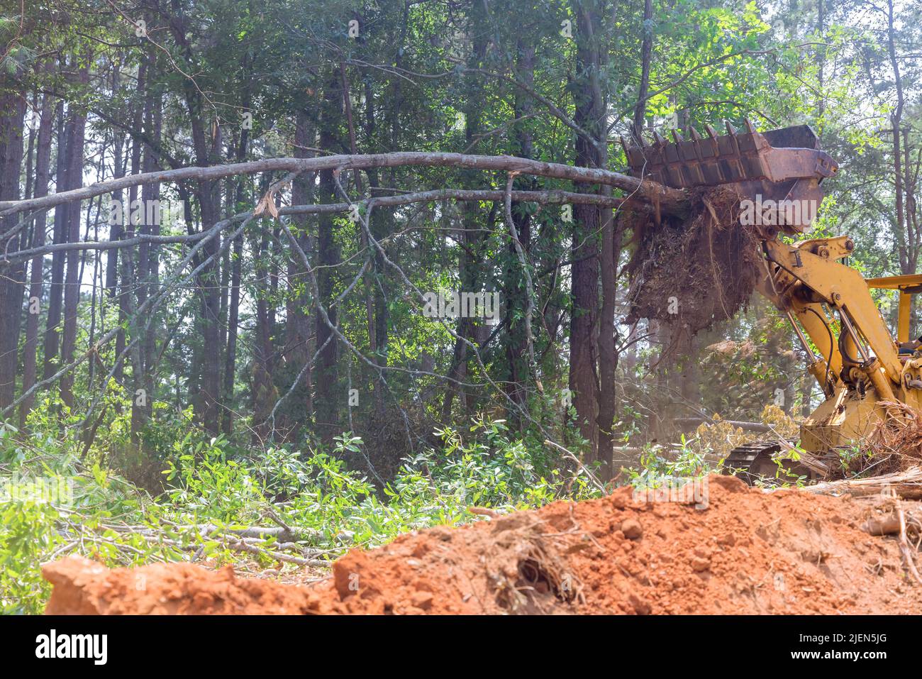 Using tractor skid steers, the land was cleared of trees for the ...