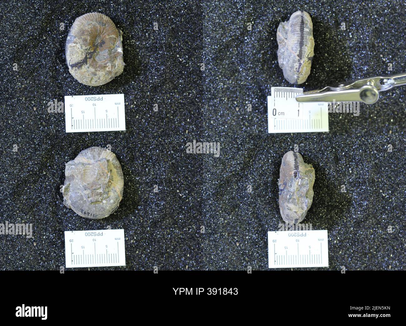 Scaphites whitfieldi Cobban Stock Photo - Alamy