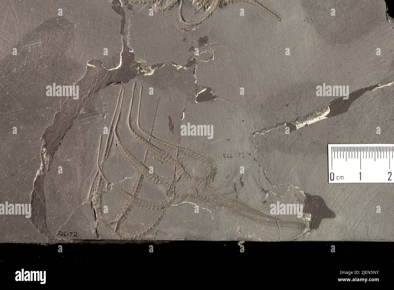 Furcaster palaeozoicus Sturtz Stock Photo - Alamy