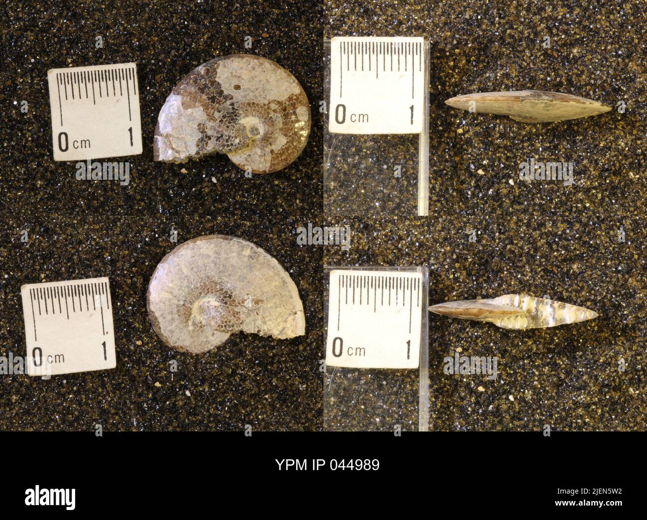 Sphenodiscus lenticularis (Owen Stock Photo - Alamy