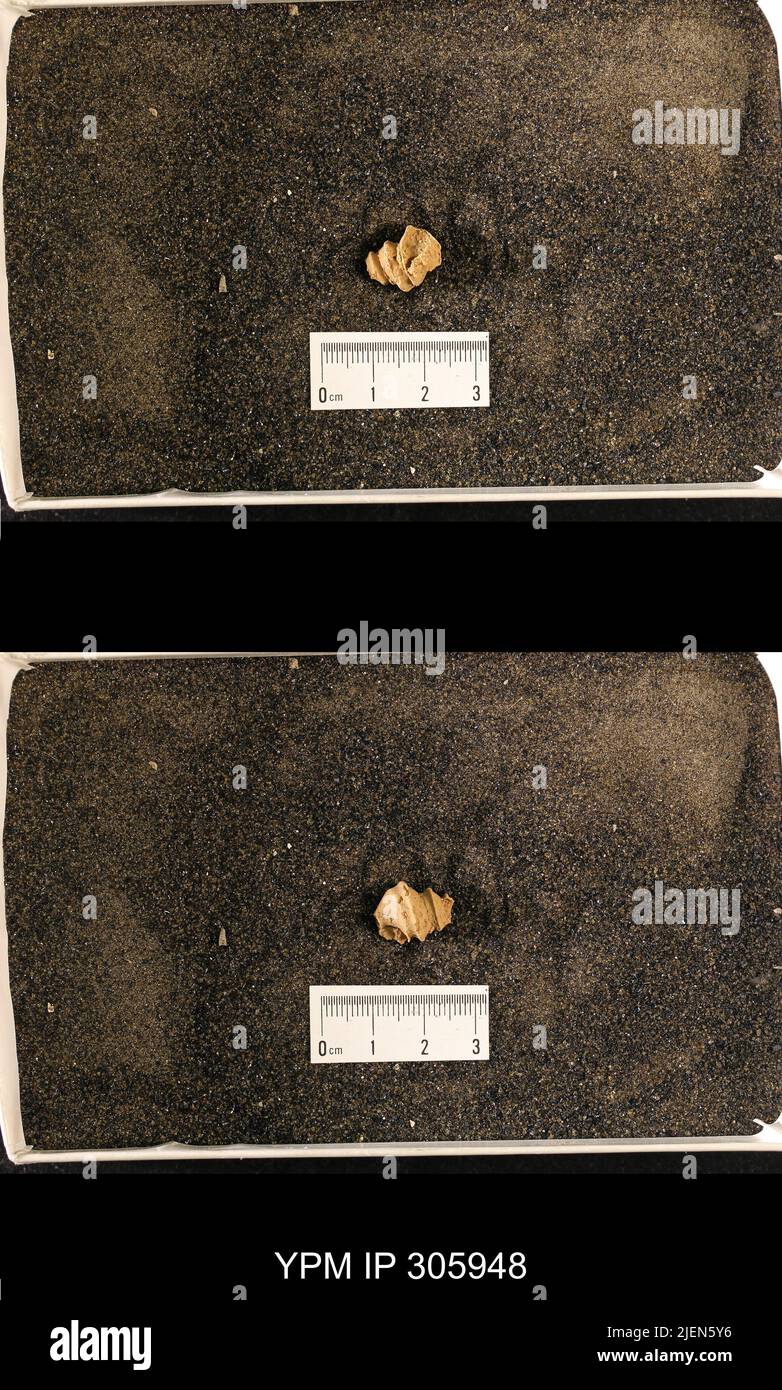 Murchisoniina hi-res stock photography and images - Alamy