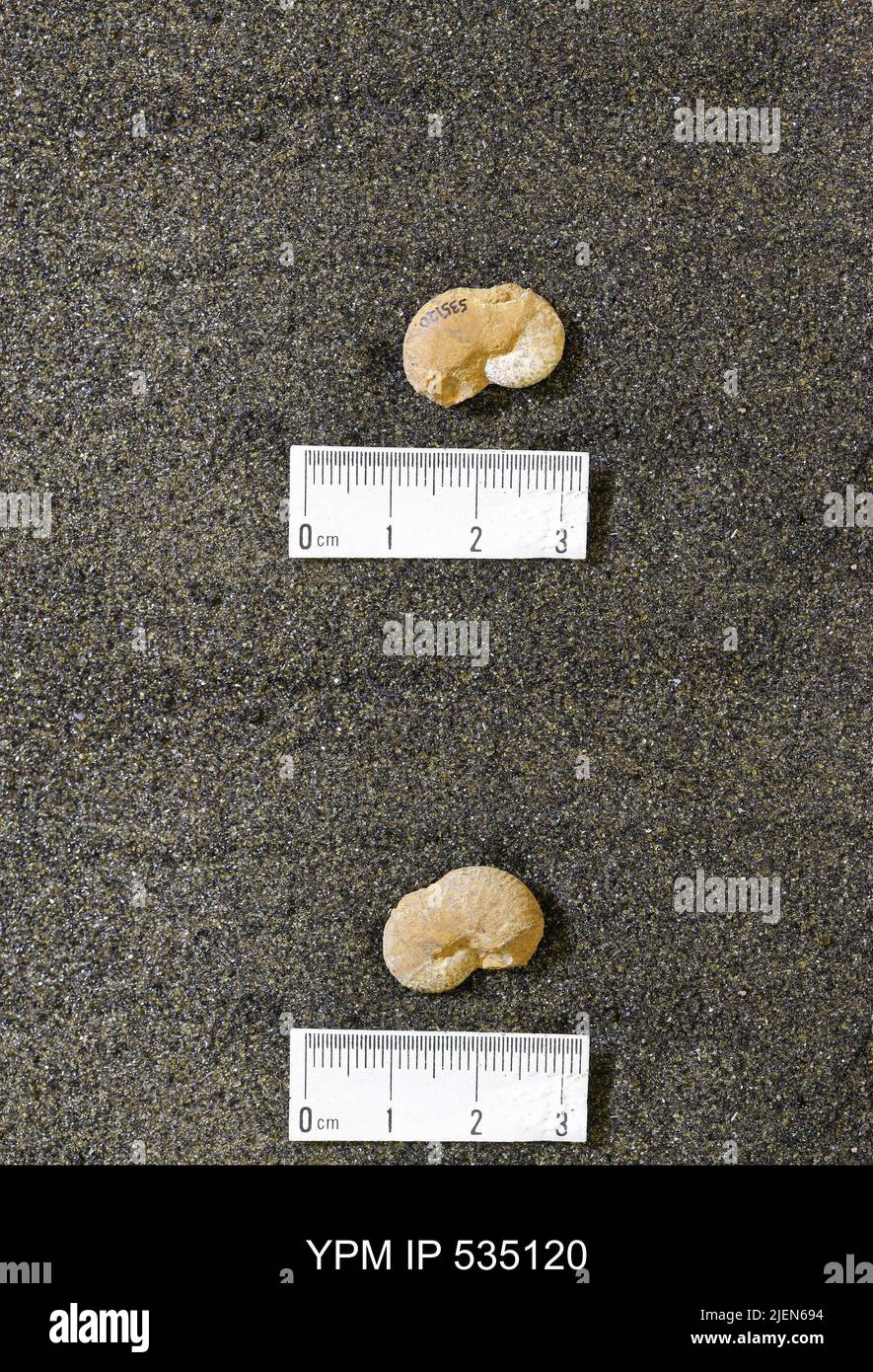 Scaphites hi-res stock photography and images - Alamy