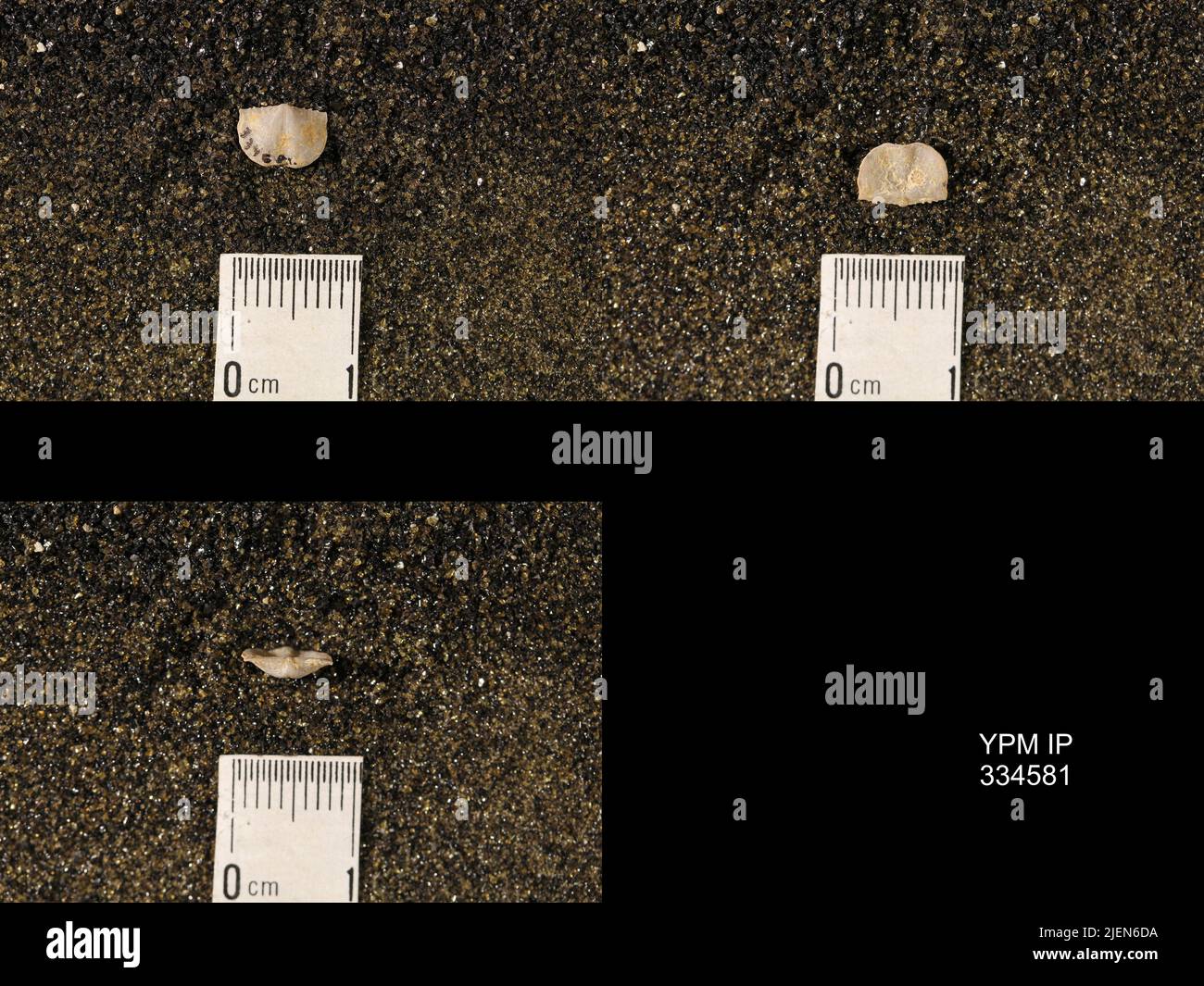 Chonetina verneuiliana Norwood & Pratten Stock Photo - Alamy