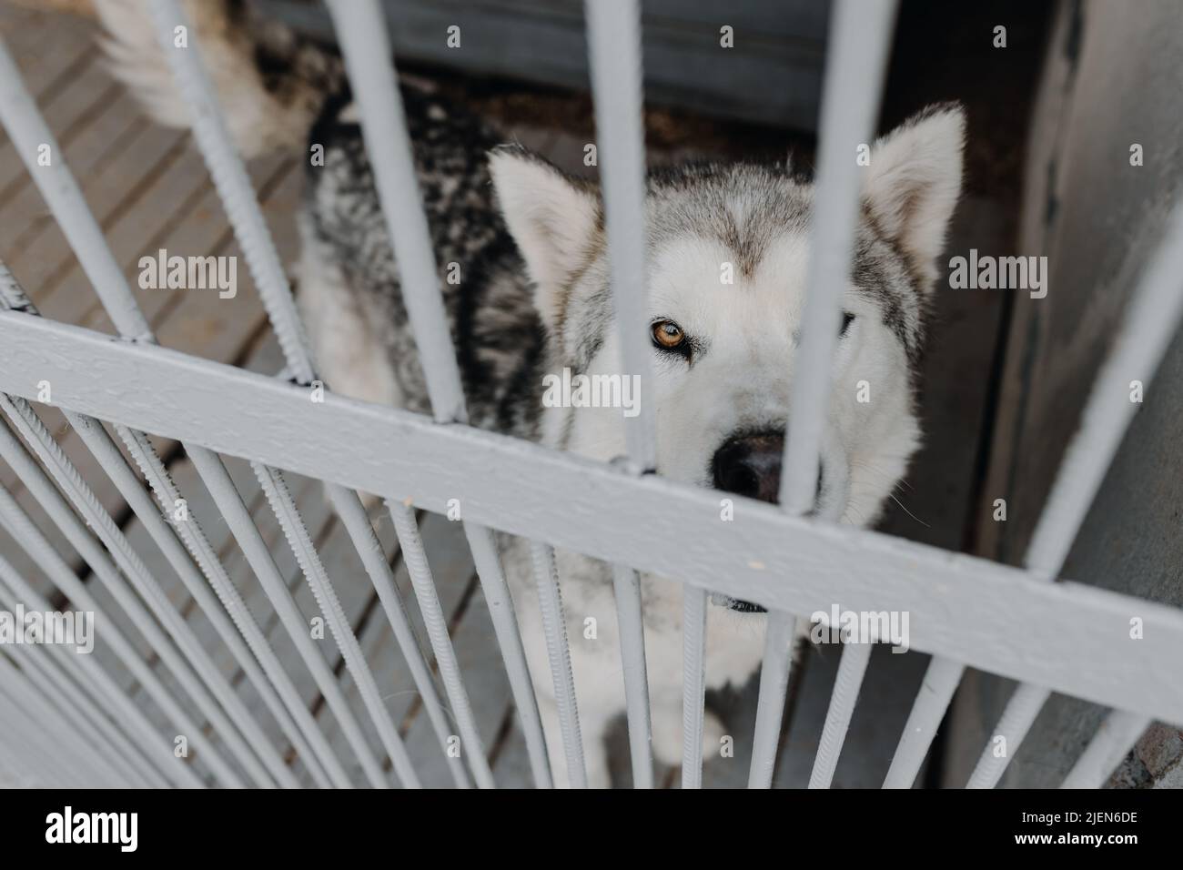 Homeless dog in a cage. An unfortunate dog behind bars in a dog shelter ...