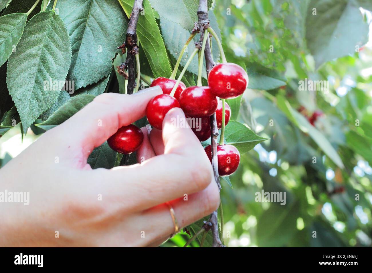 Woman picking cherries, harvesting cherries, close-up, selective focus ...