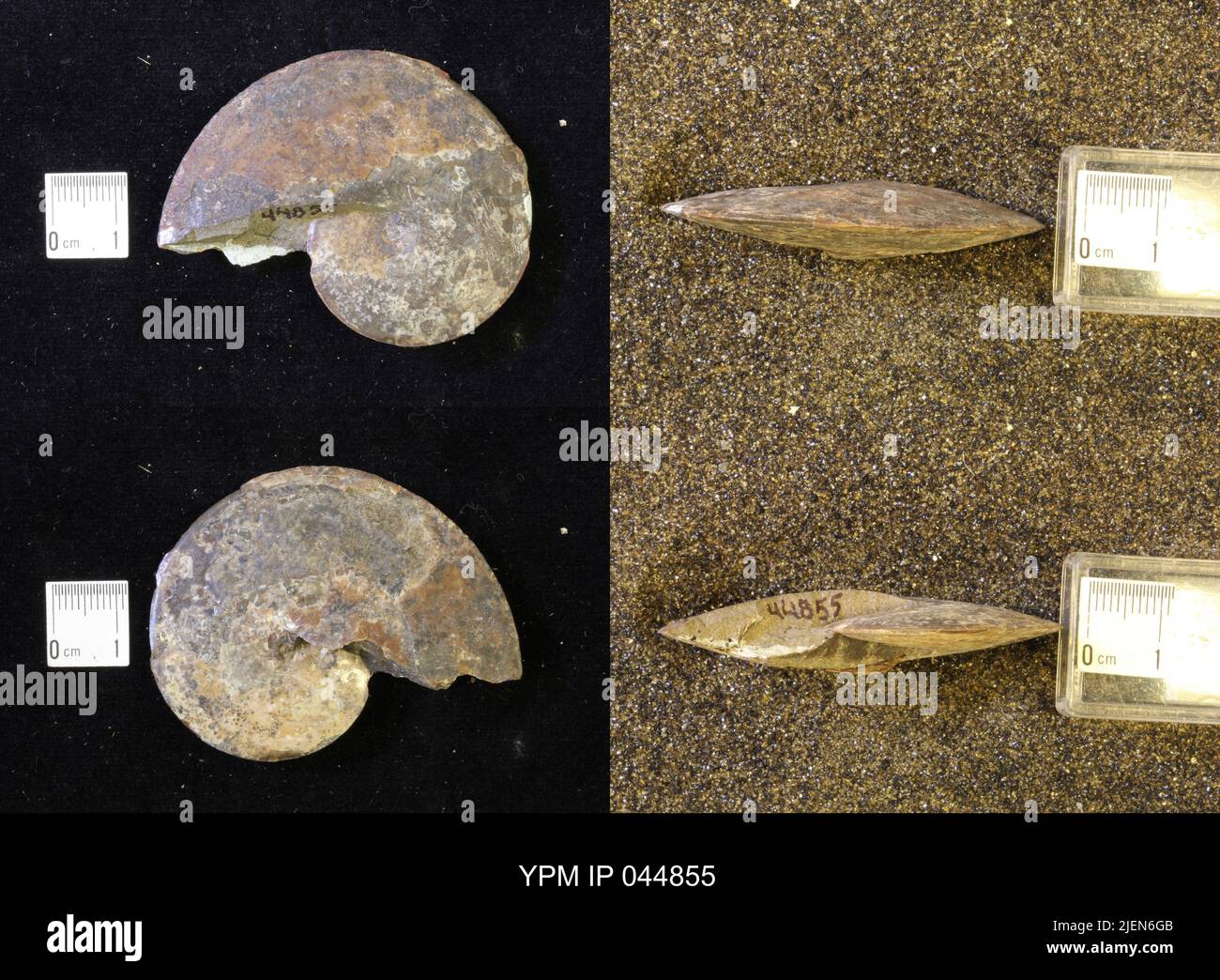 Sphenodiscus lenticularis (Owen Stock Photo - Alamy