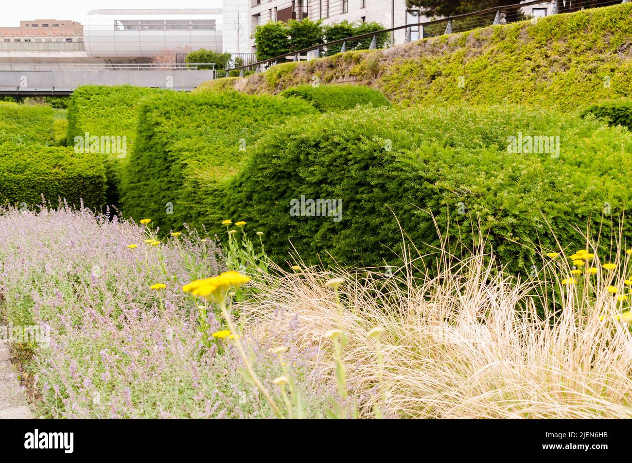 Waves of hedges, Thames Barrier Park, Silvertown, Newham, London ...