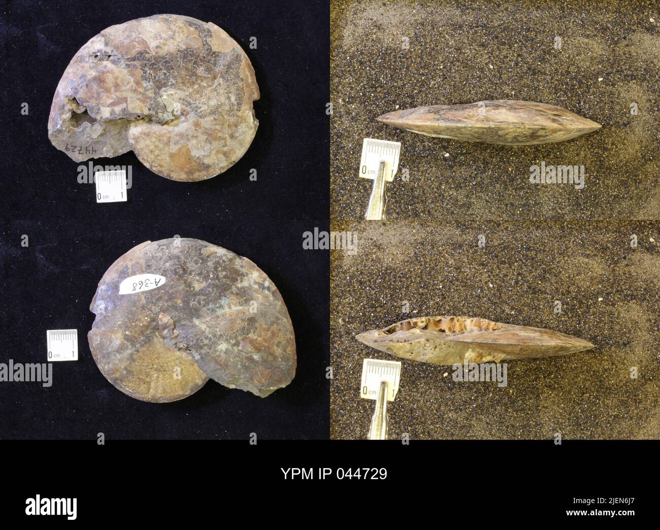 Sphenodiscus lenticularis (Owen Stock Photo - Alamy