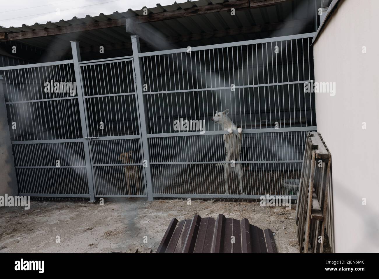 Animals behind bars hi-res stock photography and images - Alamy