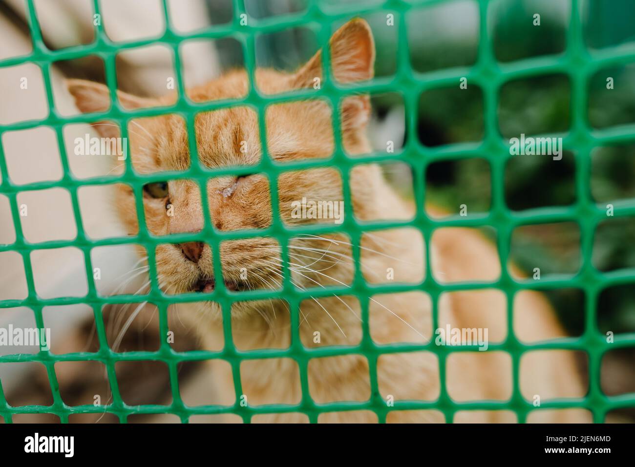 Pet protection net hi-res stock photography and images - Alamy