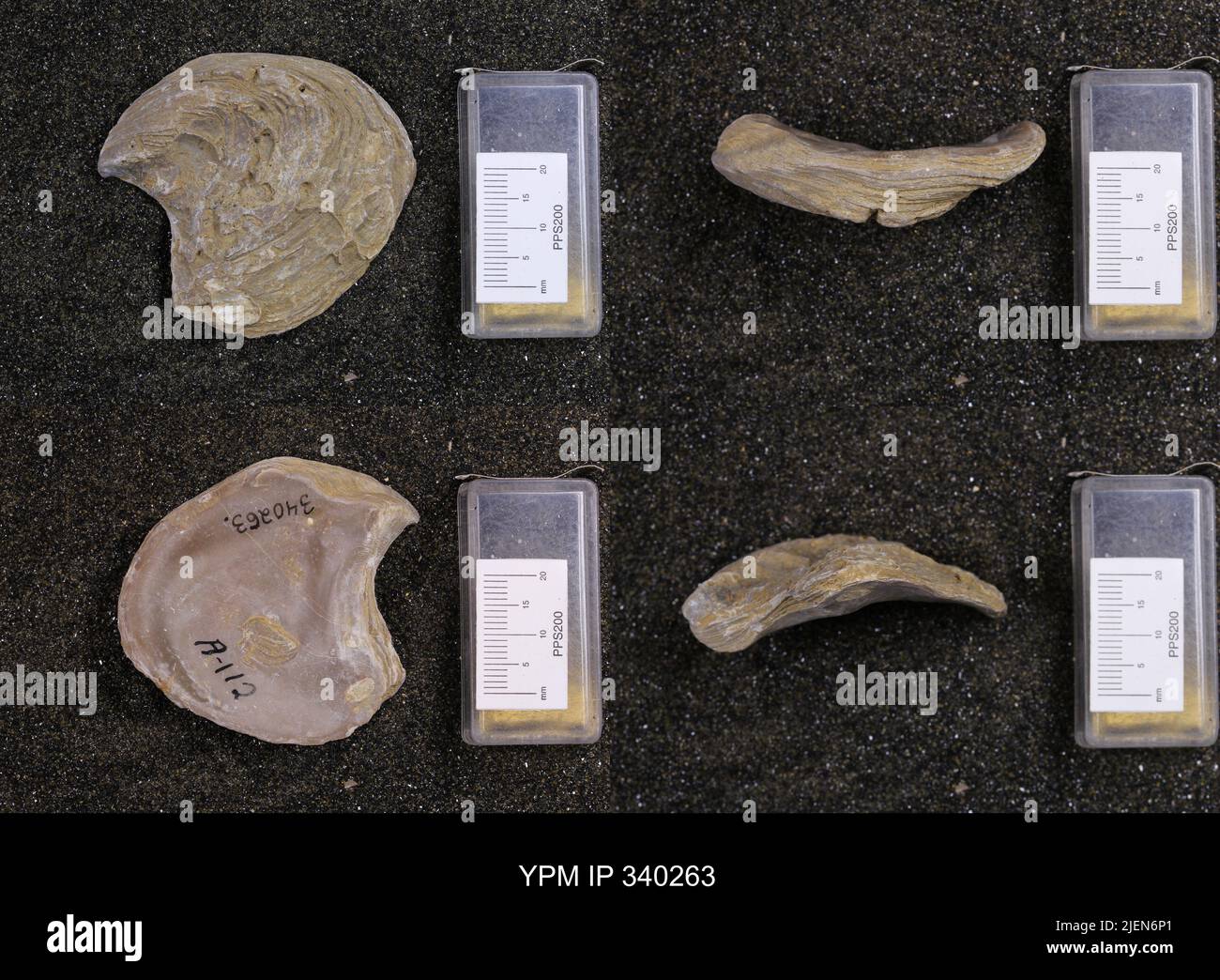 Gryphaea navia Hall, 1898 Stock Photo - Alamy