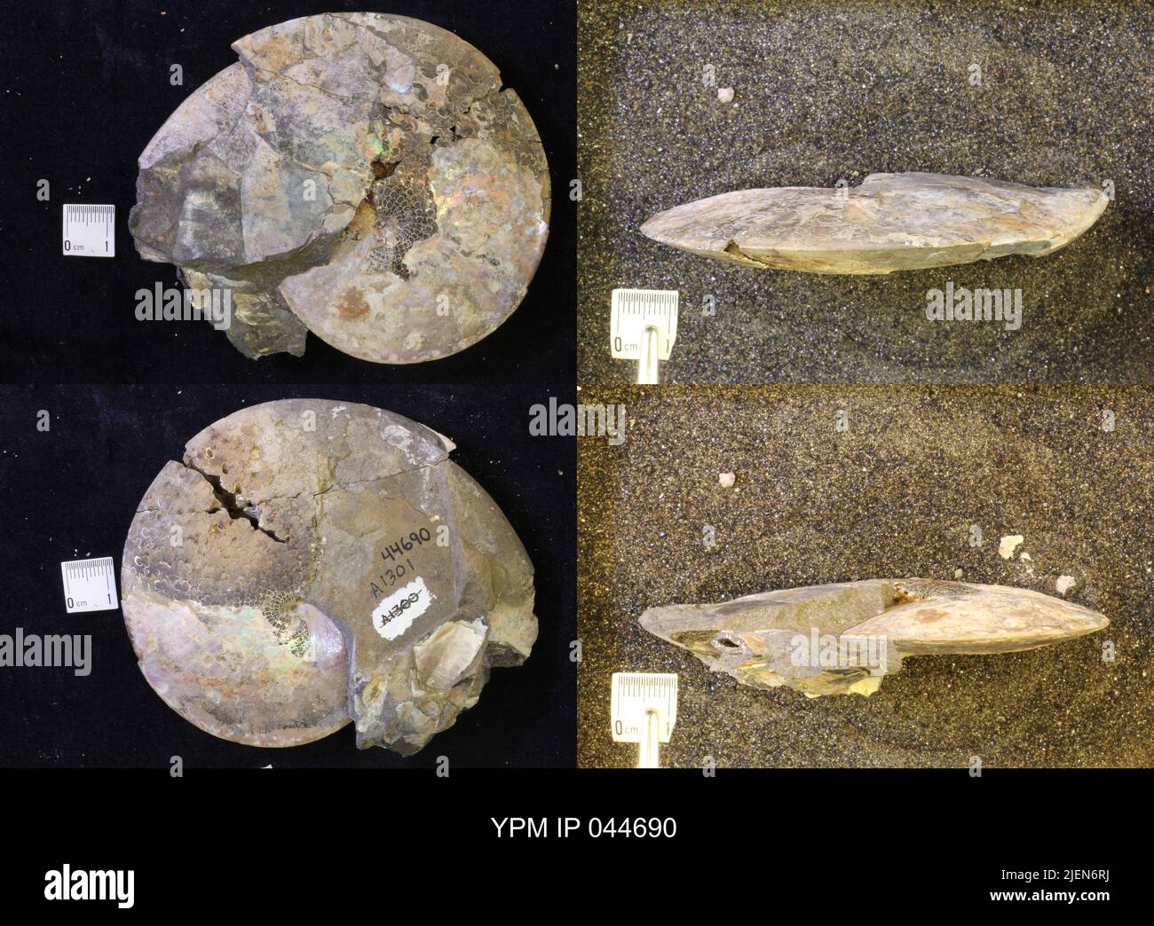 Sphenodiscus lenticularis (Owen Stock Photo - Alamy
