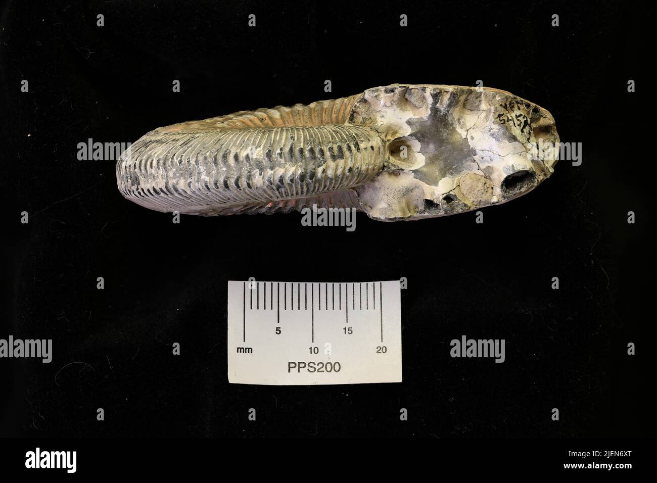 Mollusca ammonoidea hi-res stock photography and images - Alamy