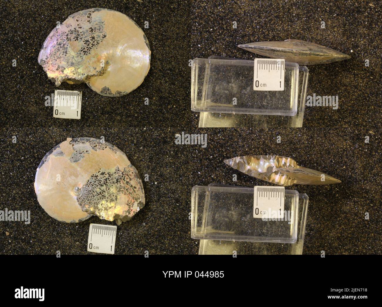 Lenticular structure hi-res stock photography and images - Alamy