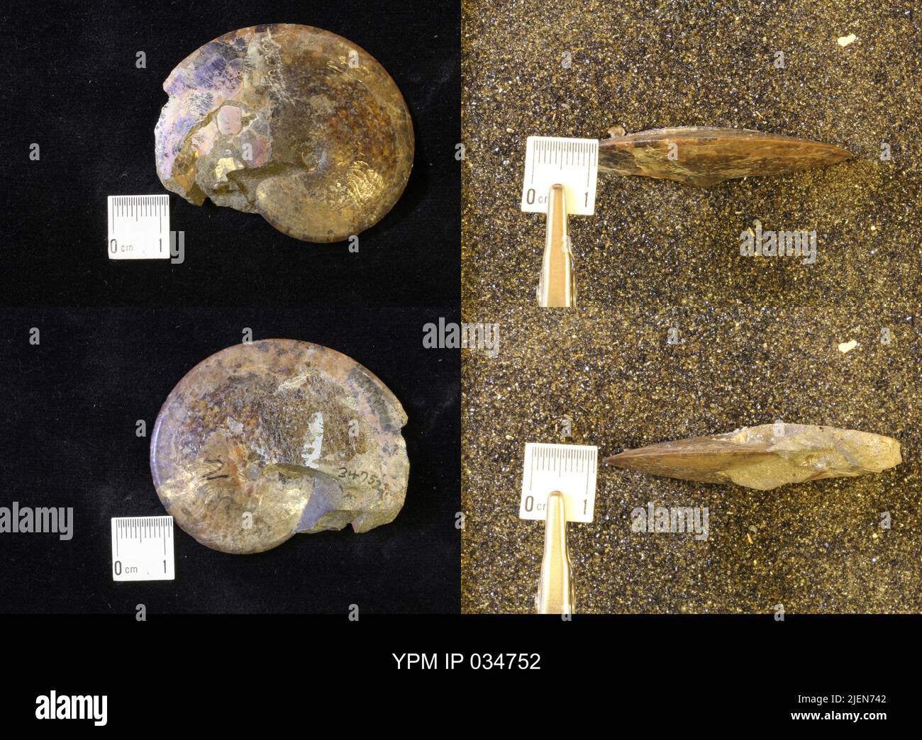 Sphenodiscus lenticularis (Owen Stock Photo - Alamy