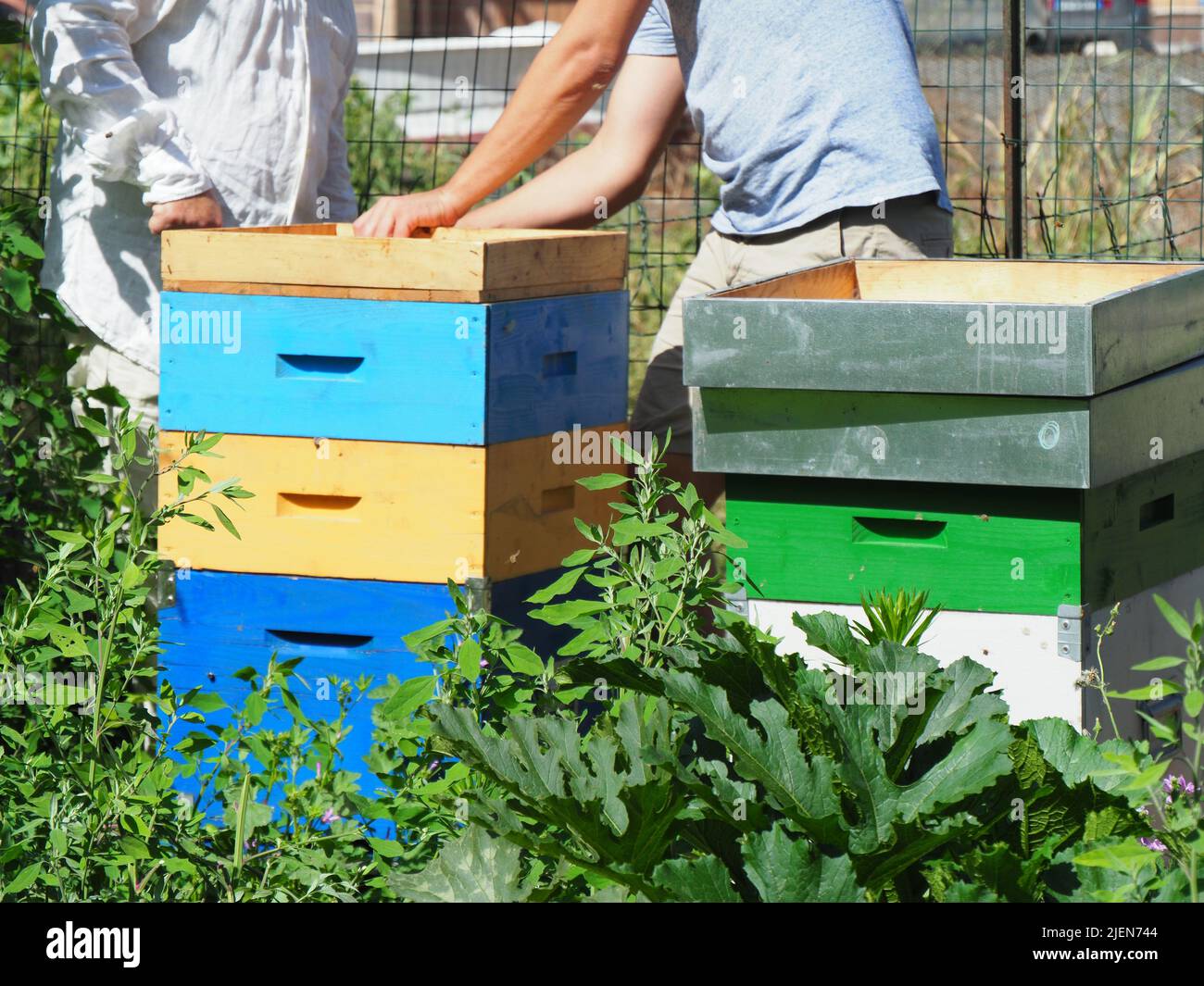 Master bee keeper pulls out a frame with honey from the beehive in the ...
