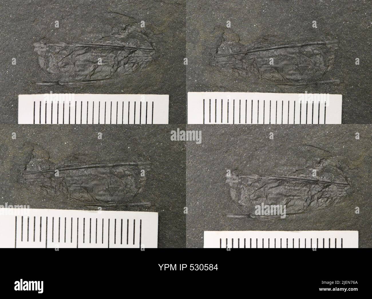 Jellyfish fossil hi-res stock photography and images - Alamy