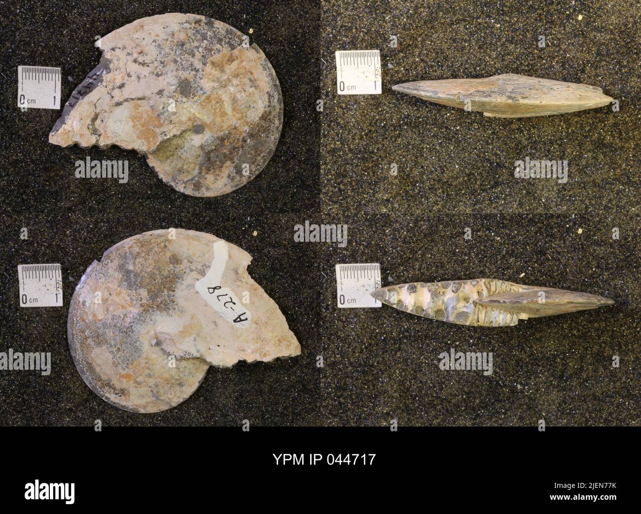 Sphenodiscus lenticularis (Owen Stock Photo - Alamy