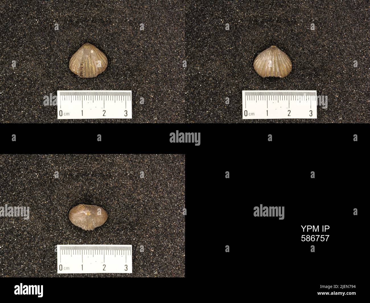 Rhynchotrema capax (Conrad Stock Photo - Alamy