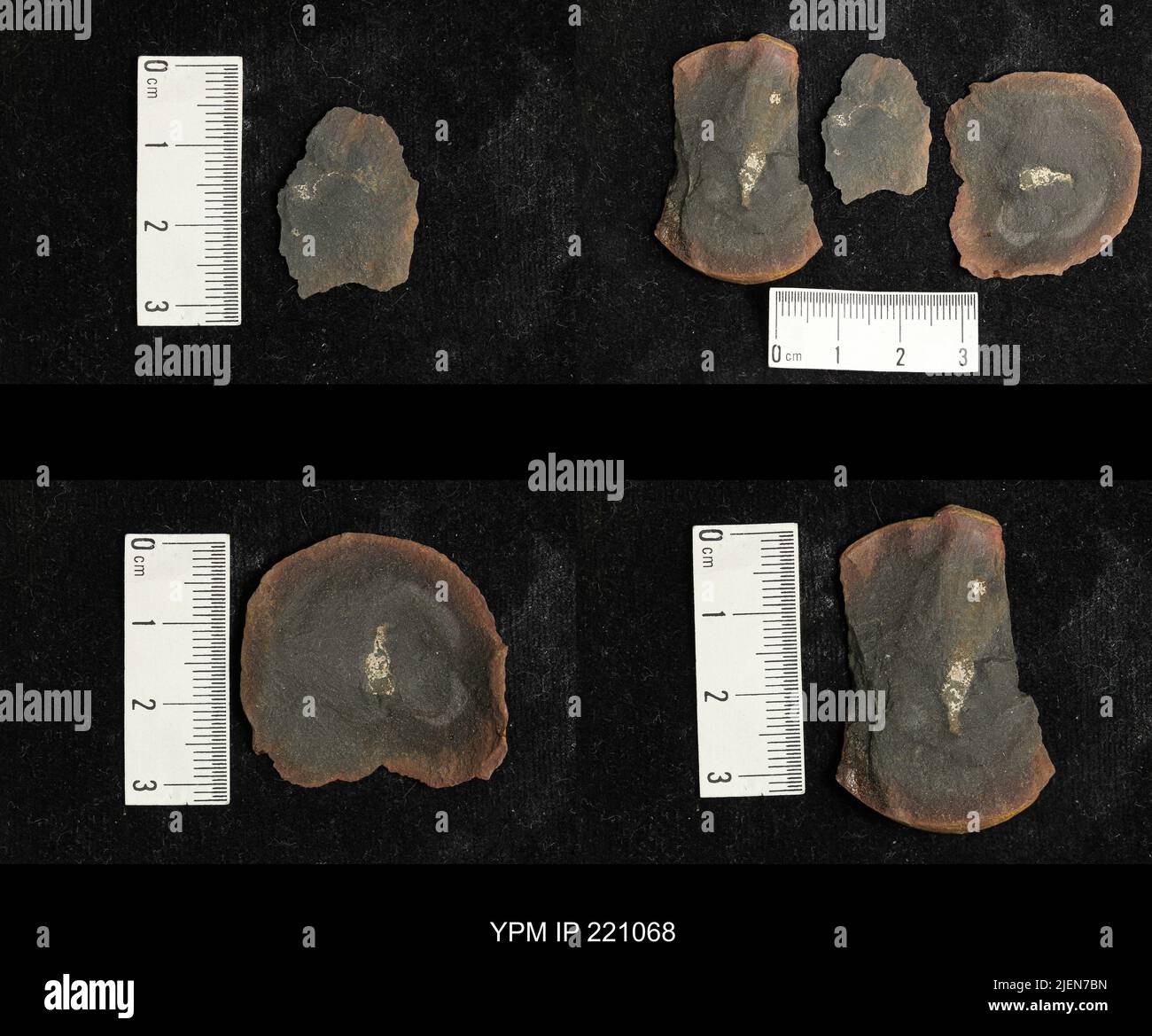 Propteticus sp scudder hi-res stock photography and images - Alamy
