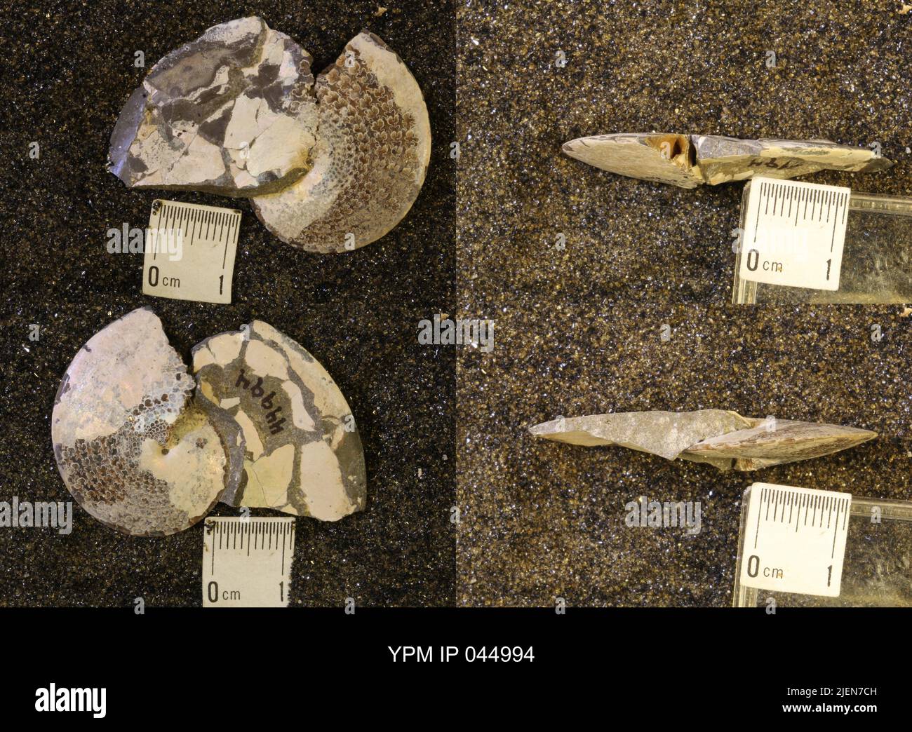 Sphenodiscus lenticularis (Owen Stock Photo - Alamy