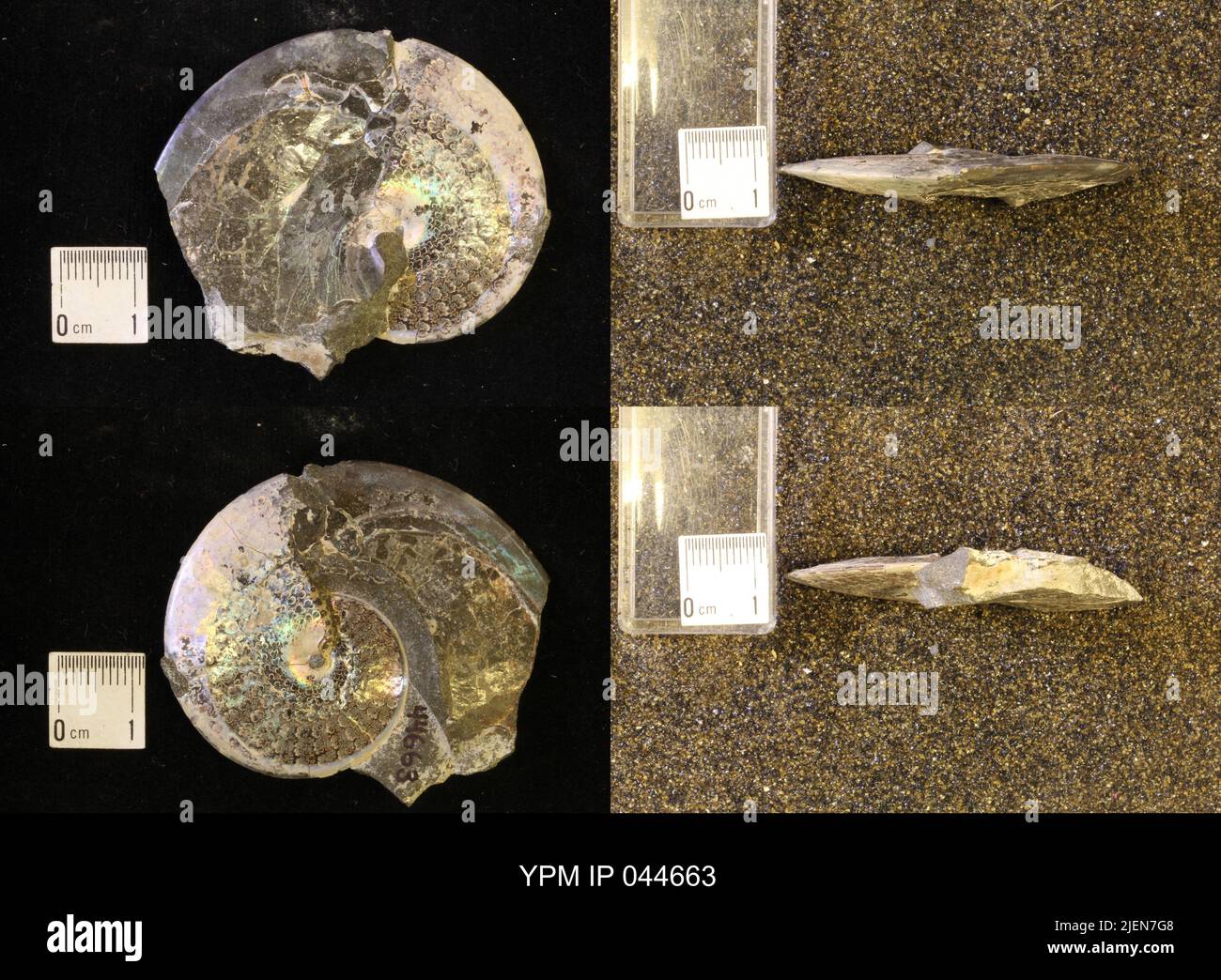 Sphenodiscus lenticularis (Owen Stock Photo - Alamy