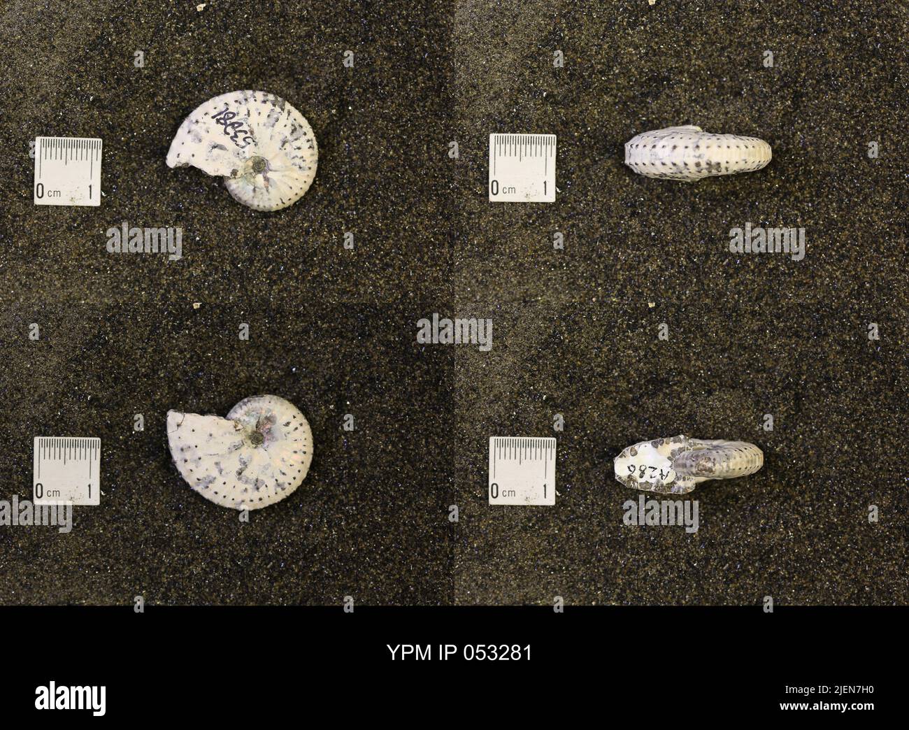 Discoscaphites conradi (Morton Stock Photo - Alamy