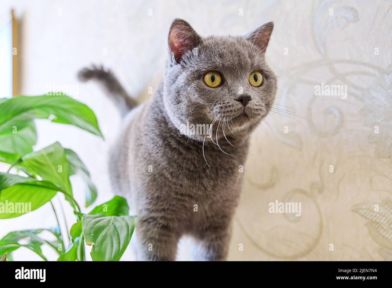 Young gray british cat, in home interior Stock Photo - Alamy