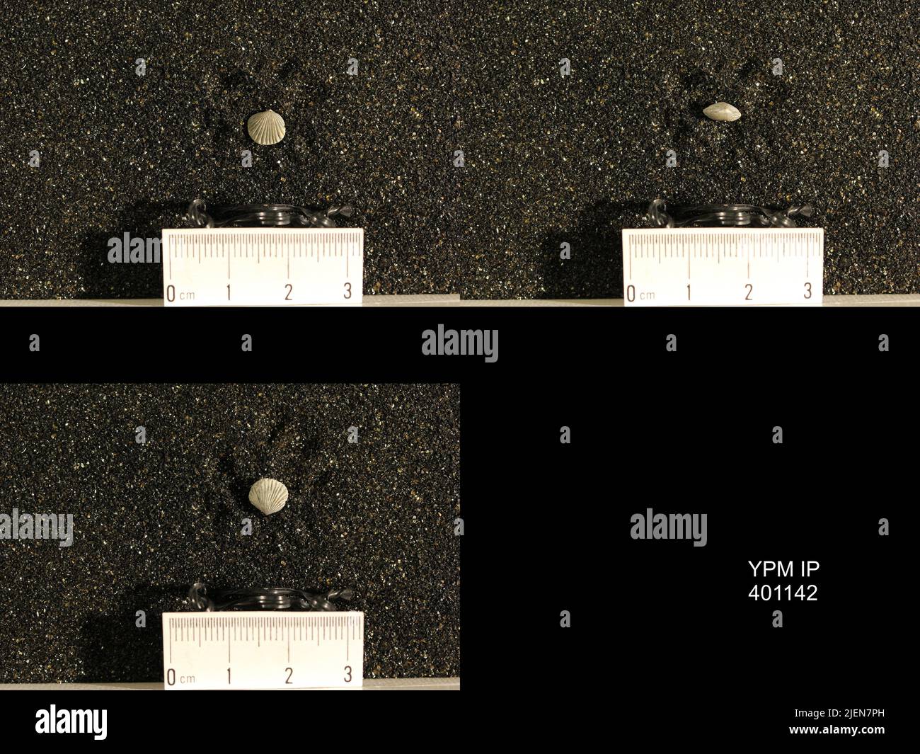 Orthis plectorthis ella hall animalia hi-res stock photography and ...