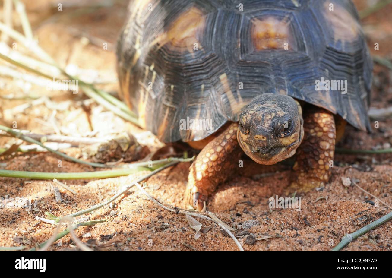 Radiated tortoise - Astrochelys radiata - critically endangered turtle ...