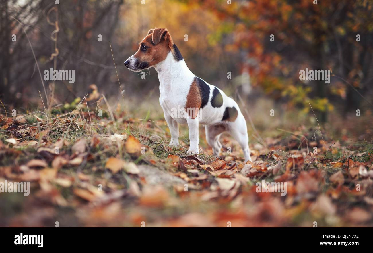 Small Jack Russell terrier standing on forest path with yellow orange ...