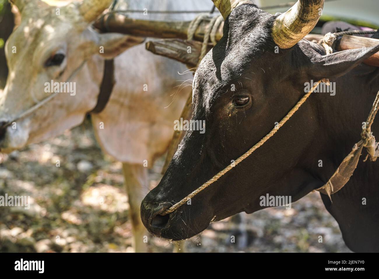 Zebu harnessed hi-res stock photography and images - Alamy