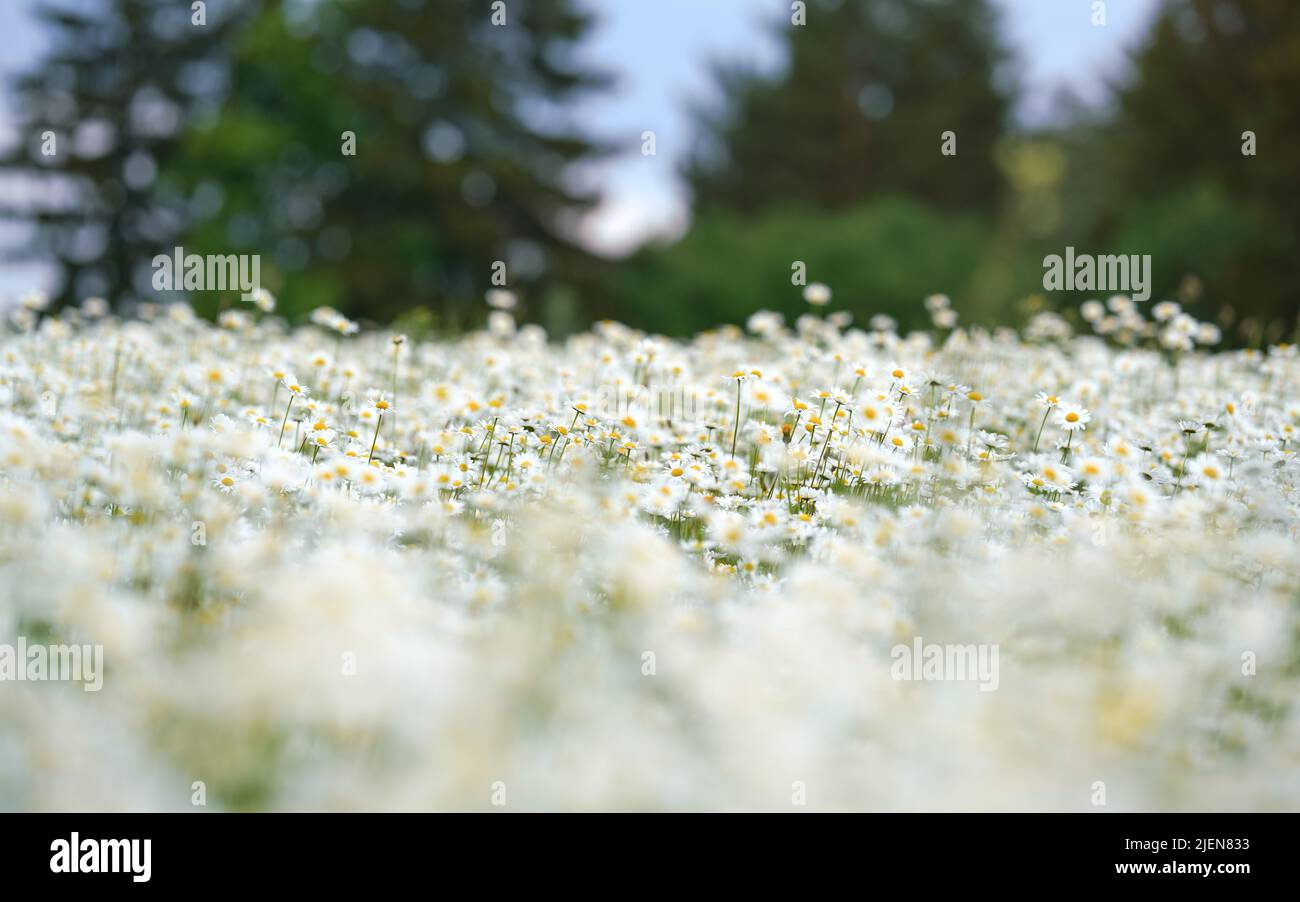 Sun lit spring meadow with many daisy flowers blooming, shallow depth ...
