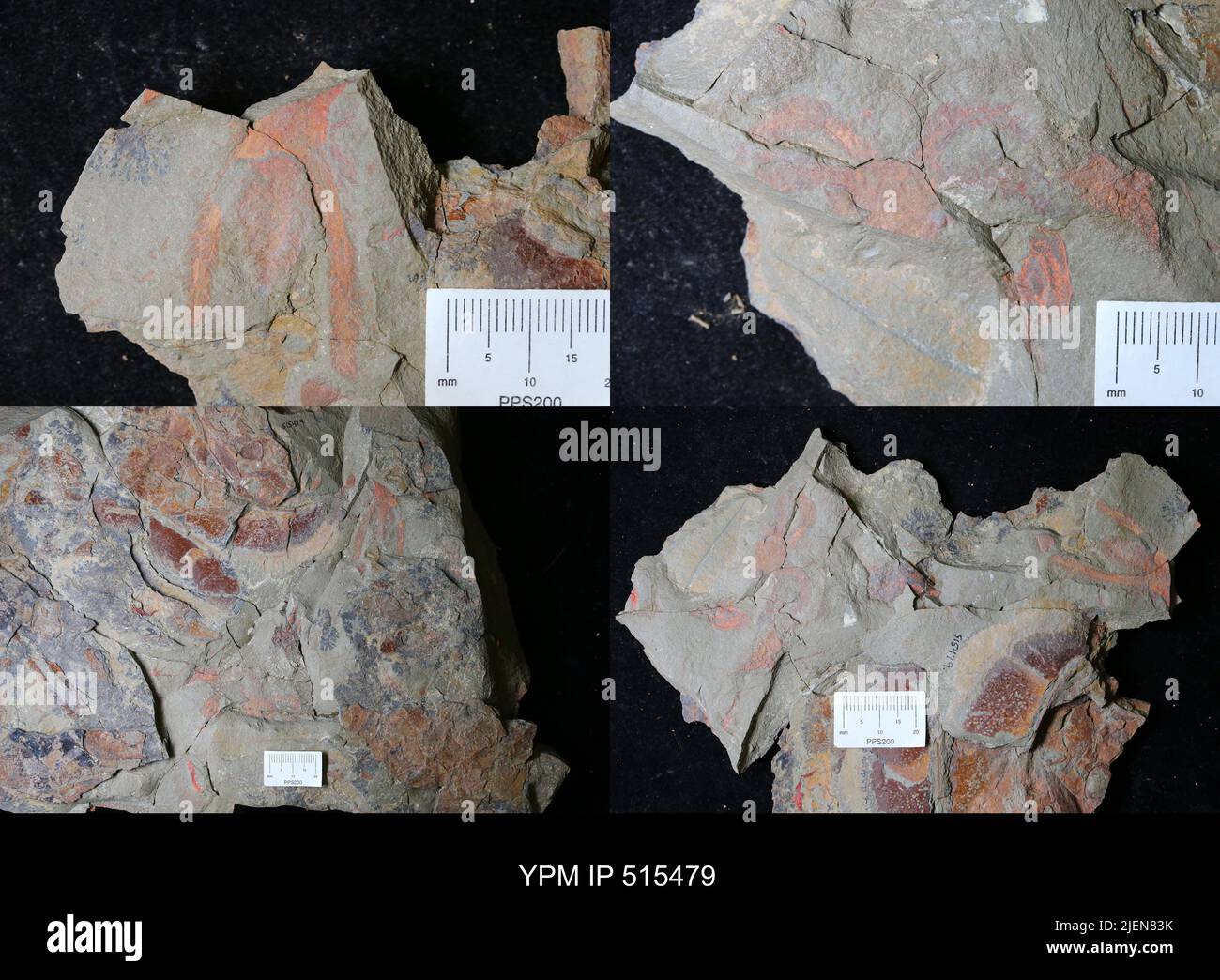 Furca sp animalia hi-res stock photography and images - Alamy