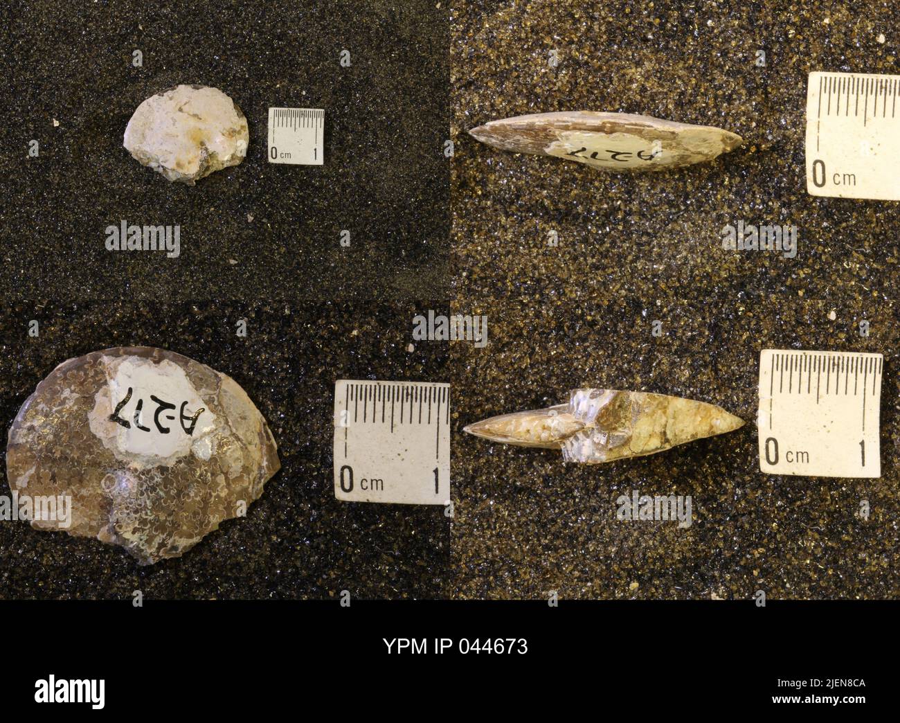 Sphenodiscus lenticularis owen animalia hi-res stock photography and ...