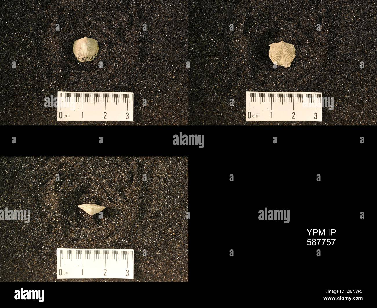 Austinella whitfieldi (Winchell Stock Photo - Alamy