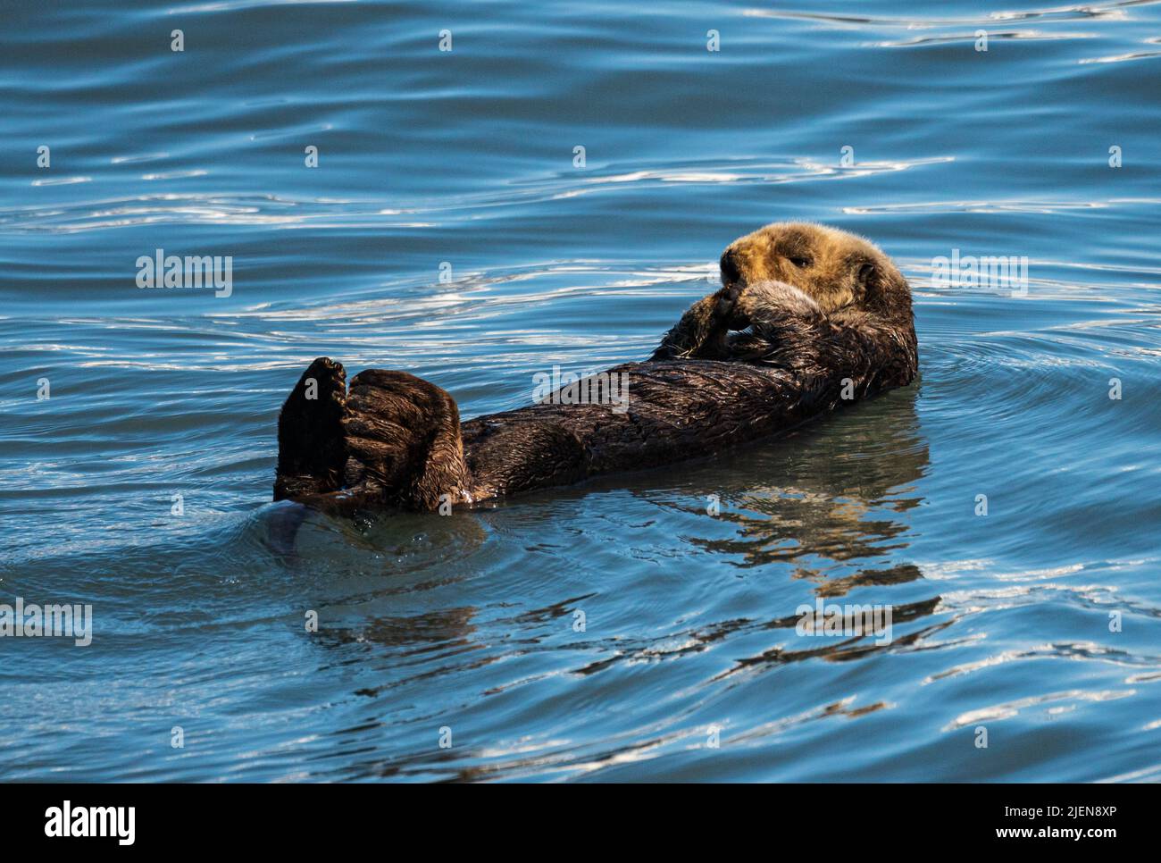 Fur covered sea otter floating in the icy water of Resurrection Bay ...