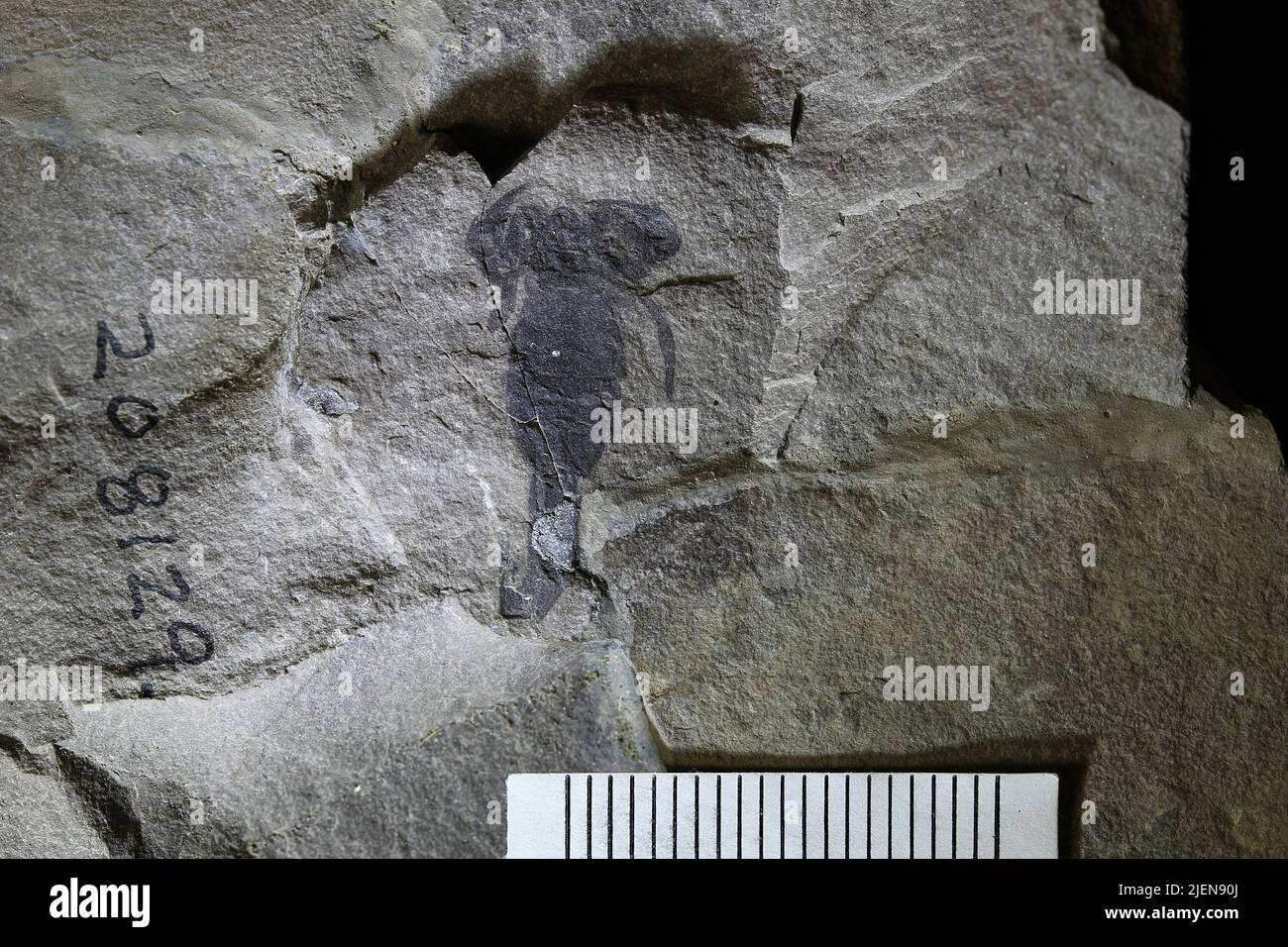 Proscorpius osborni whitfield hi-res stock photography and images - Alamy