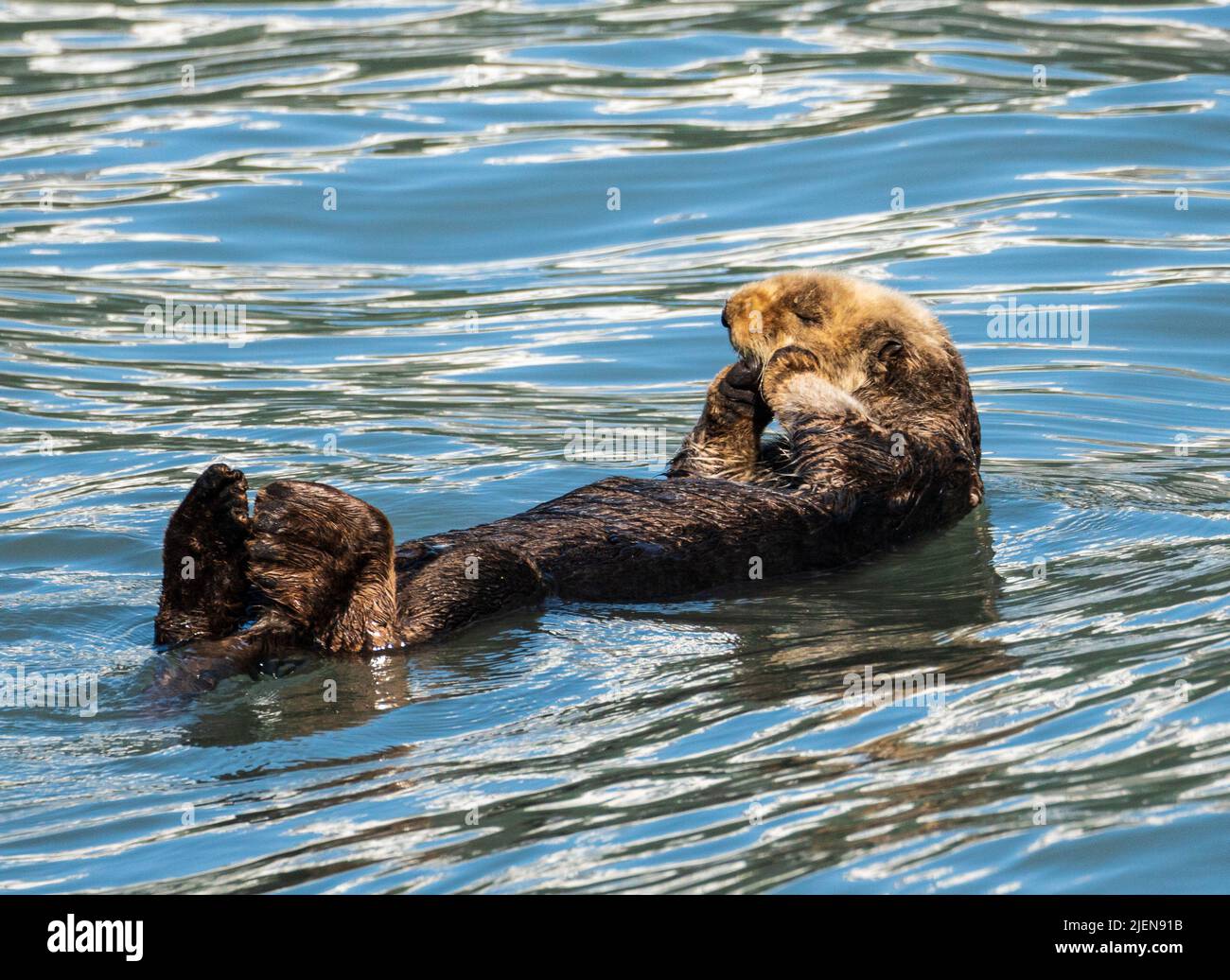 Fur covered sea otter floating in the icy water of Resurrection Bay ...