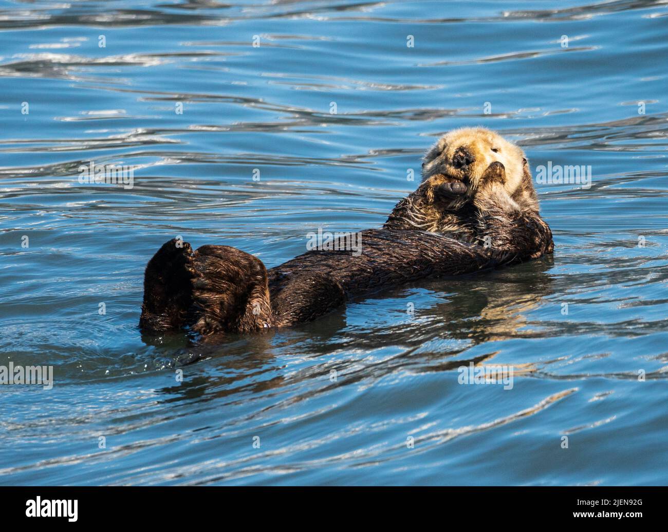 Fur covered sea otter floating in the icy water of Resurrection Bay ...