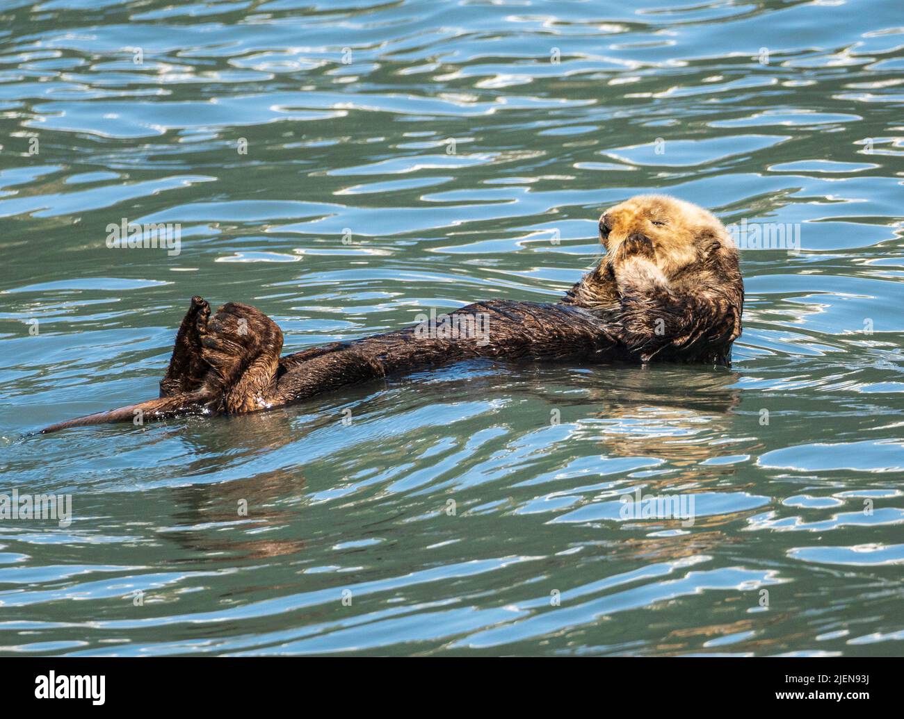 Sea otter floating hi-res stock photography and images - Alamy