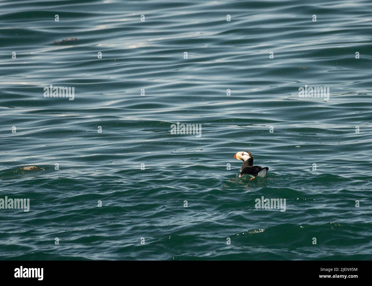 Single puffin floating in Resurrection Bay near Seward in Alaska from ...