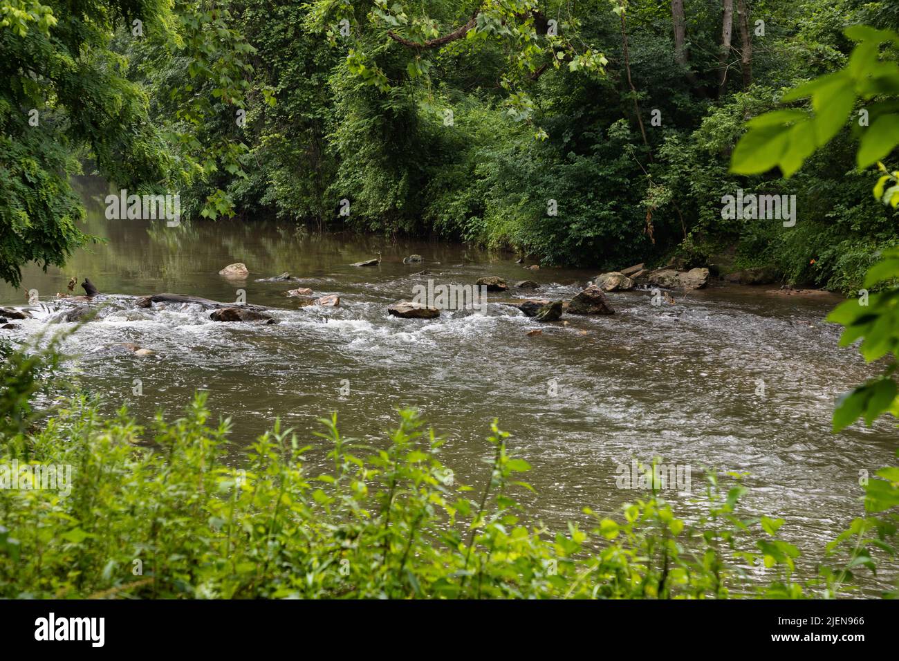 Gentle River Flowing Through Beautiful Summer Forest Stock Photo - Alamy