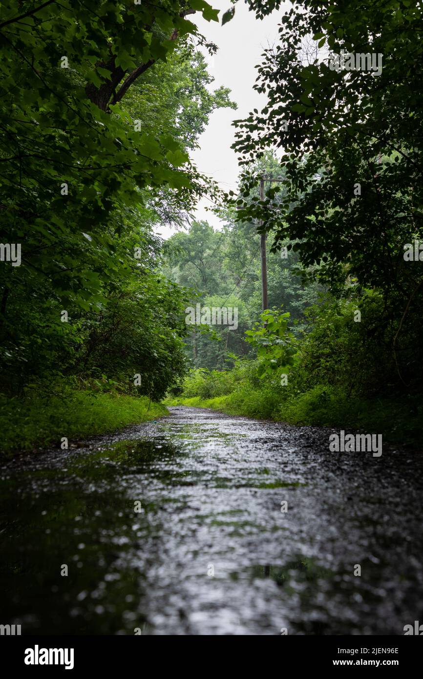 Walk through forest trees hi-res stock photography and images - Alamy