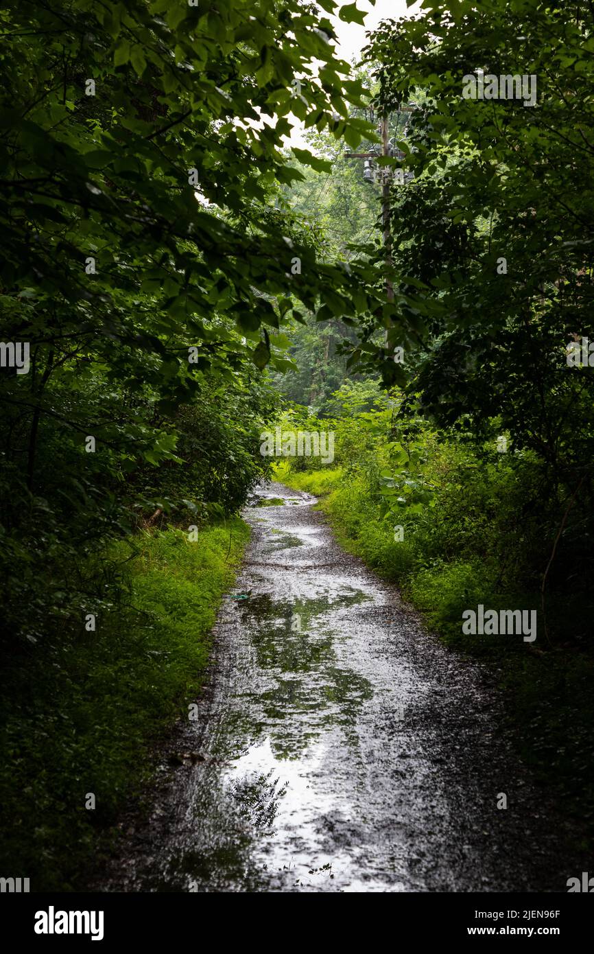 Rainy summer forest hi-res stock photography and images - Alamy
