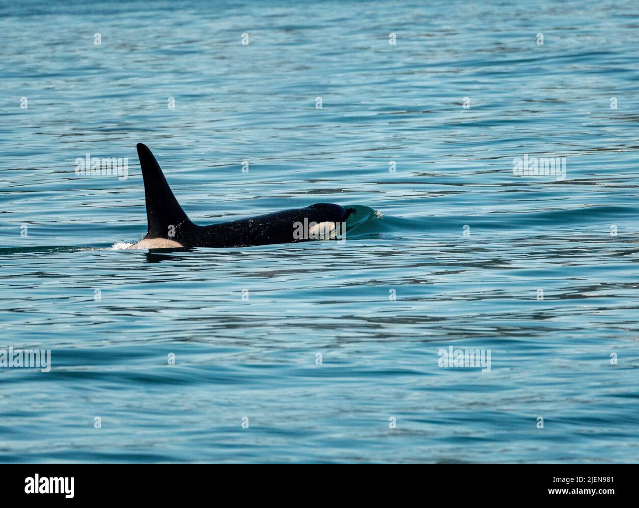 Dark fin of orca whale cutting through the water of Resurrection Bay ...