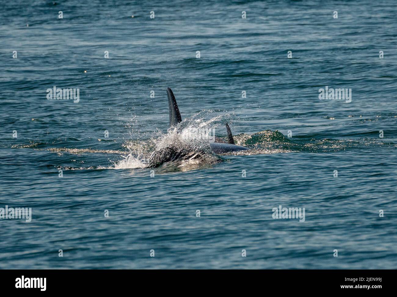 Dark fin of orca whale cutting through the water of Resurrection Bay ...