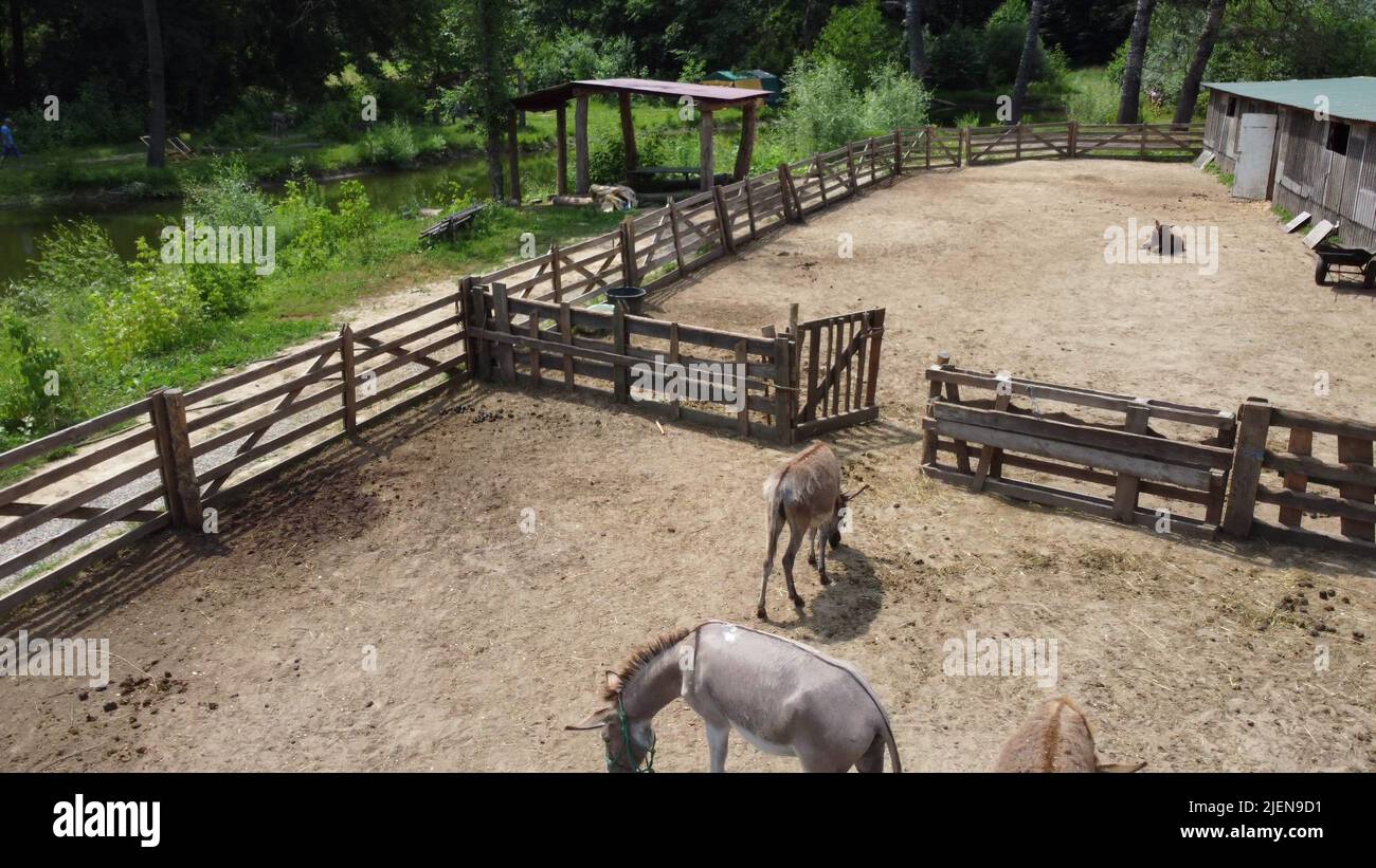 Donkey farm. Aerial drone view flight over many donkeys in corral on ...