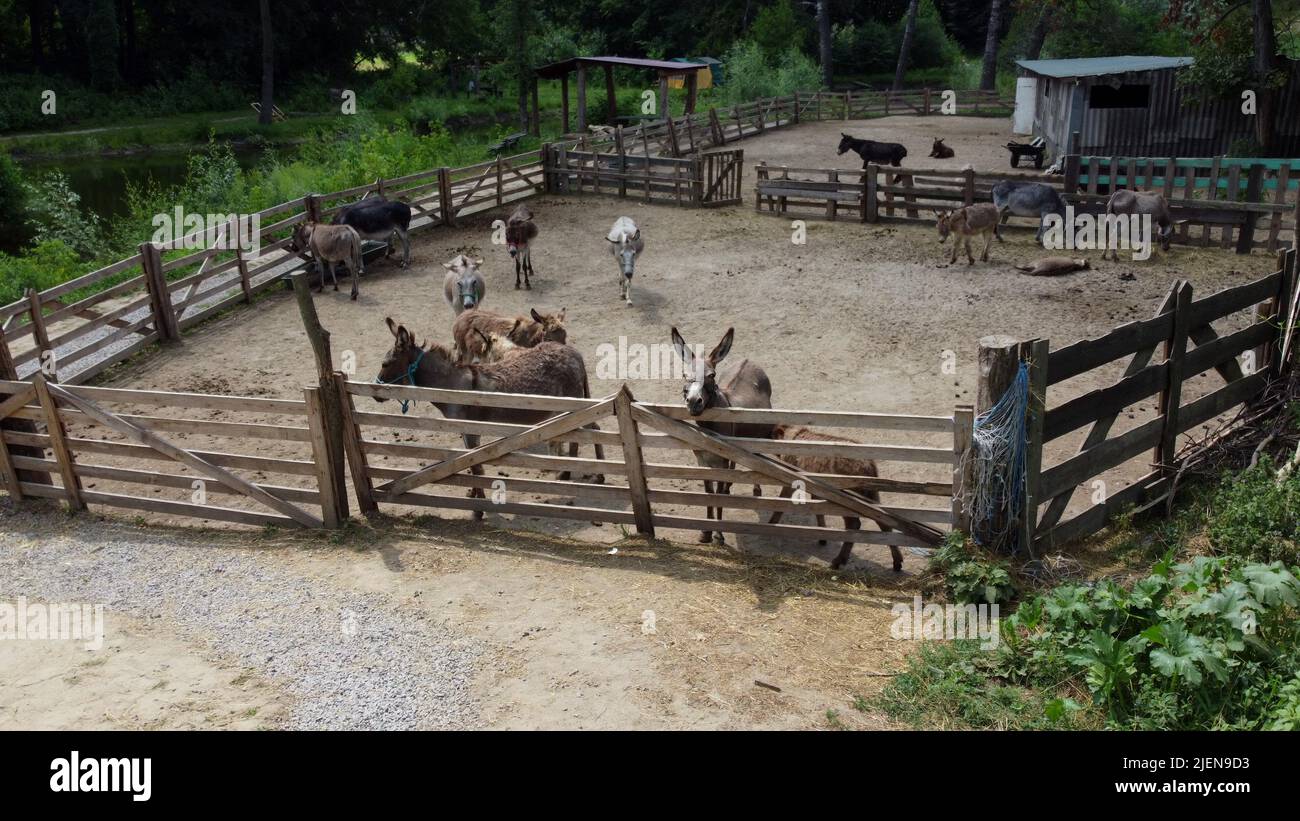 Donkey farm. Aerial drone view flight over many donkeys in corral on ...